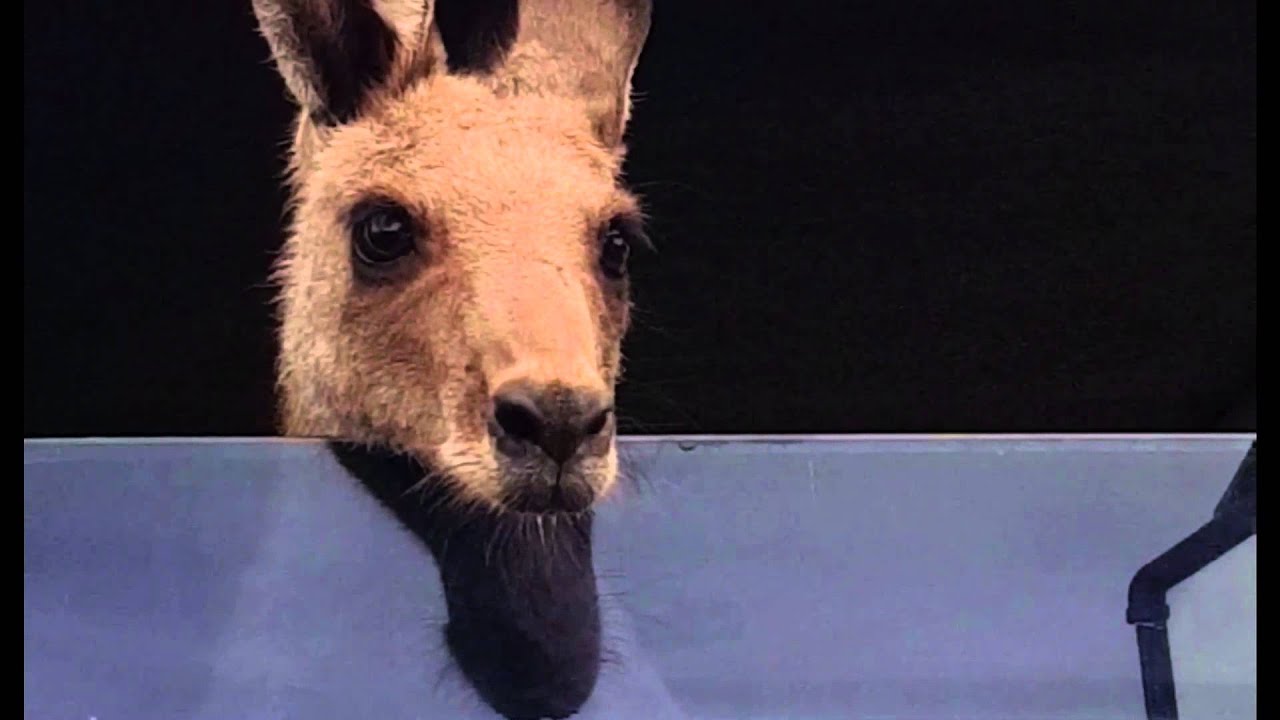 A Kangaroo Driving a Truck...Only in Australia - YouTube