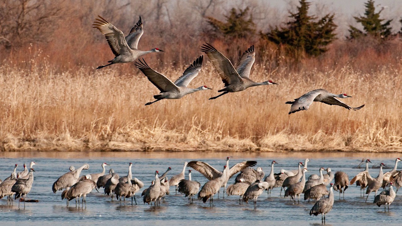 Indiana NRCS WRE Video - YouTube