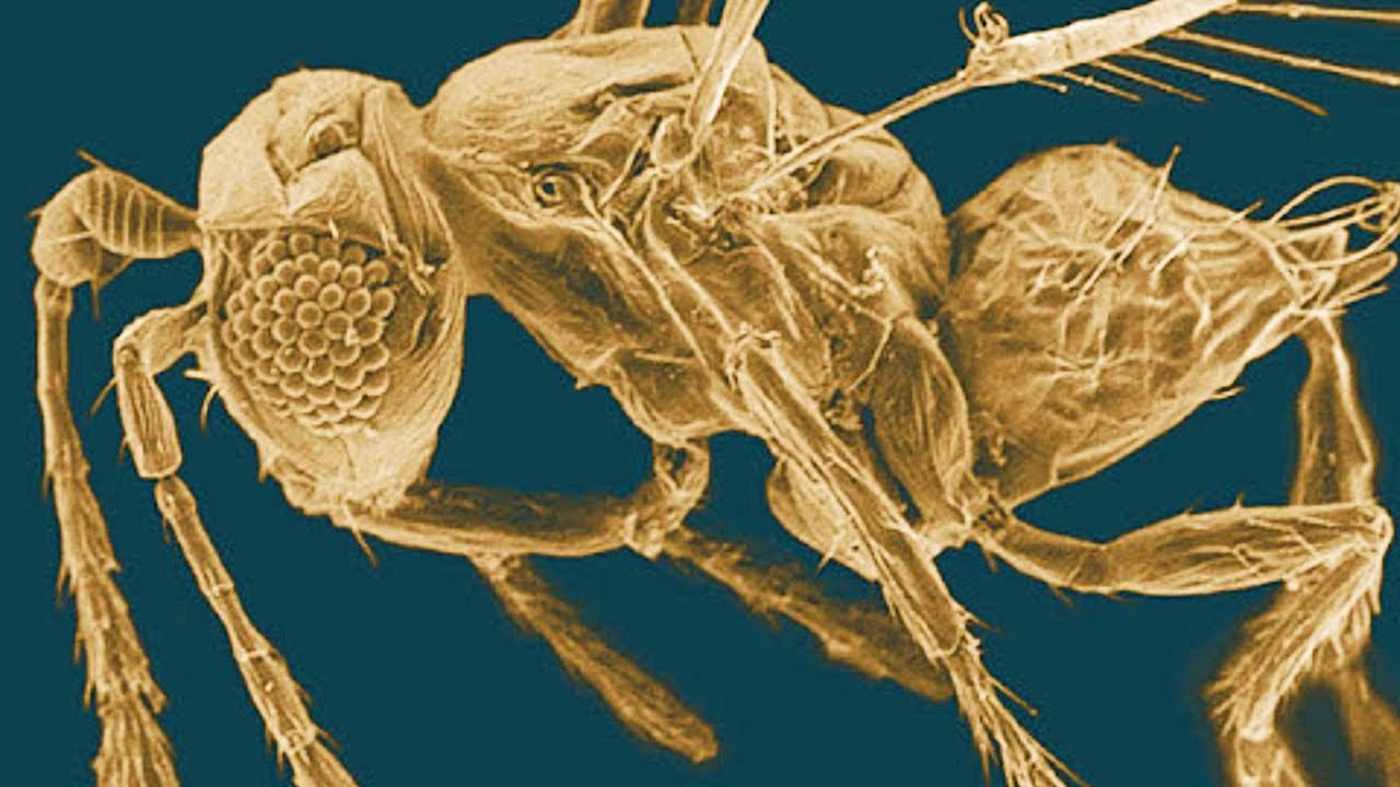 Fairyflies - The Smallest Insects - YouTube