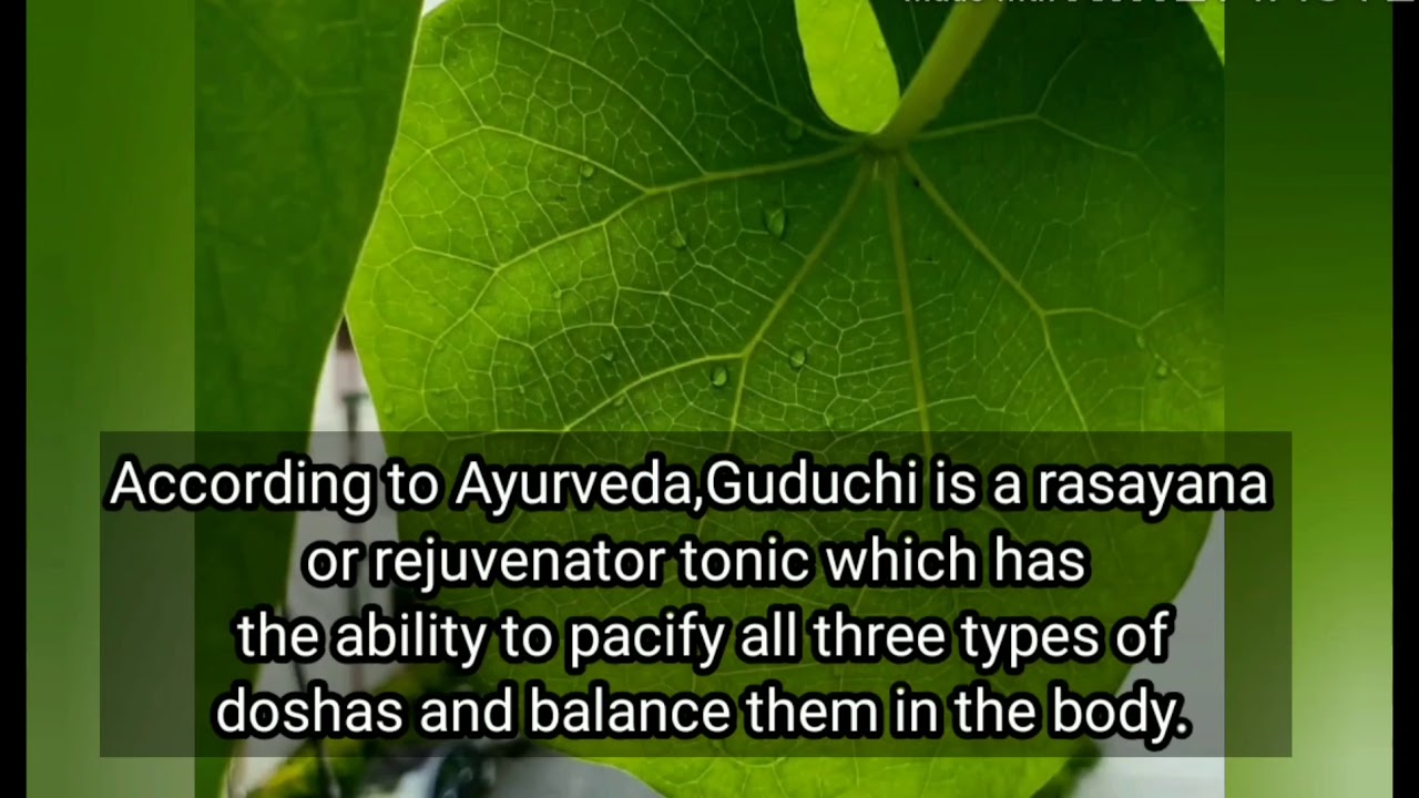 GUDUCHI (Tinospora cordifolia/Tippateega) - YouTube