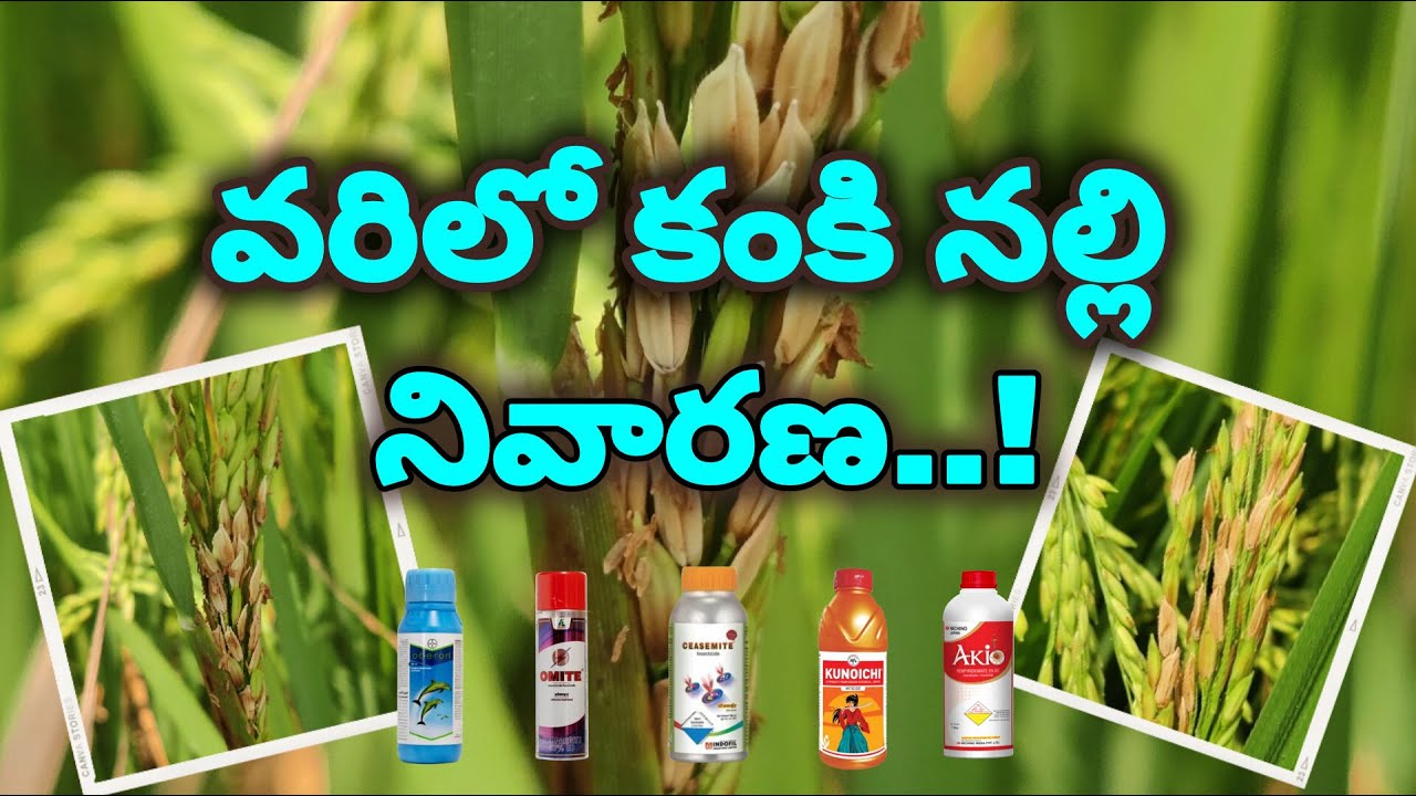 Varilo Kanki Nalli nivarana | Rice Panicle Mite Management - YouTube