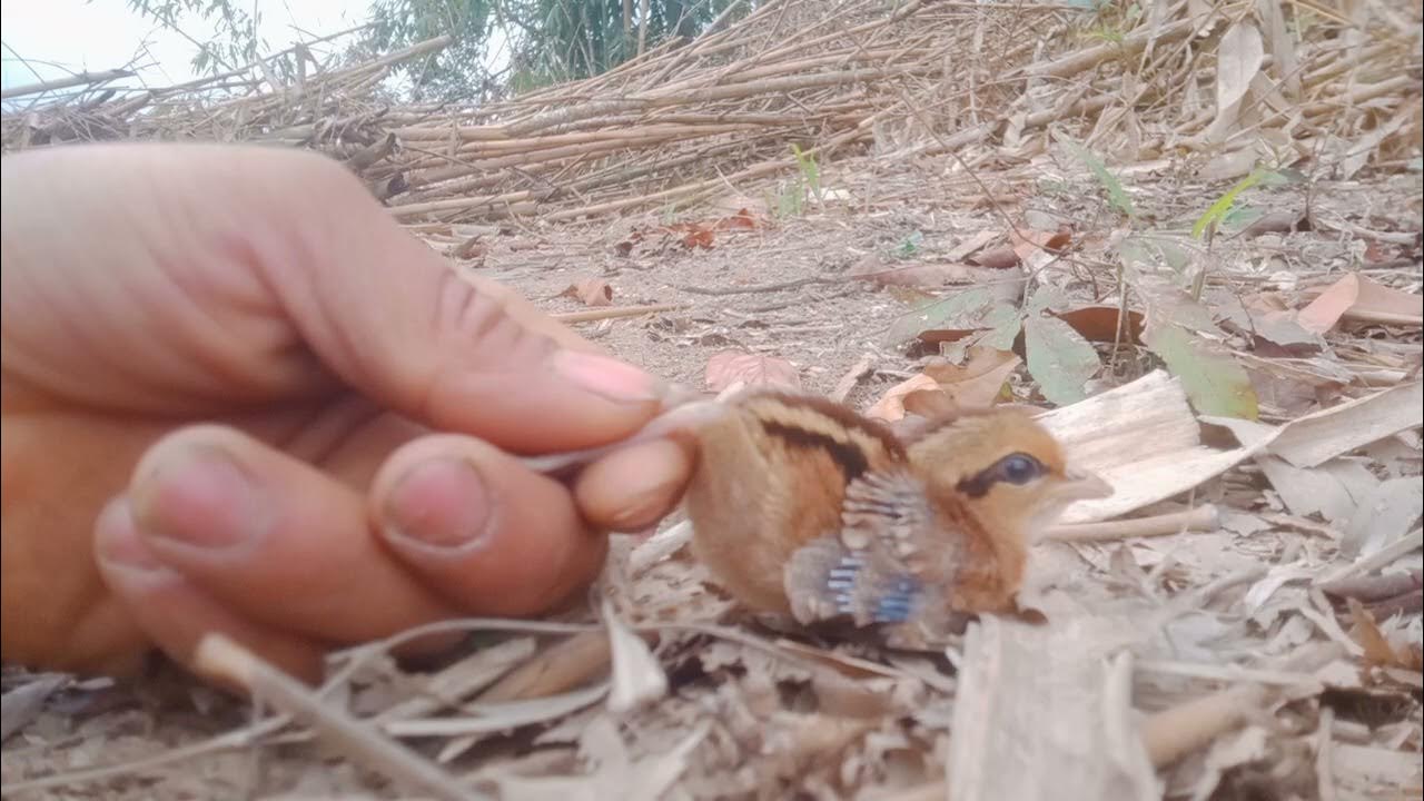 Me nyuam qaib qus quaj tuaj zoo heev 2025 - YouTube