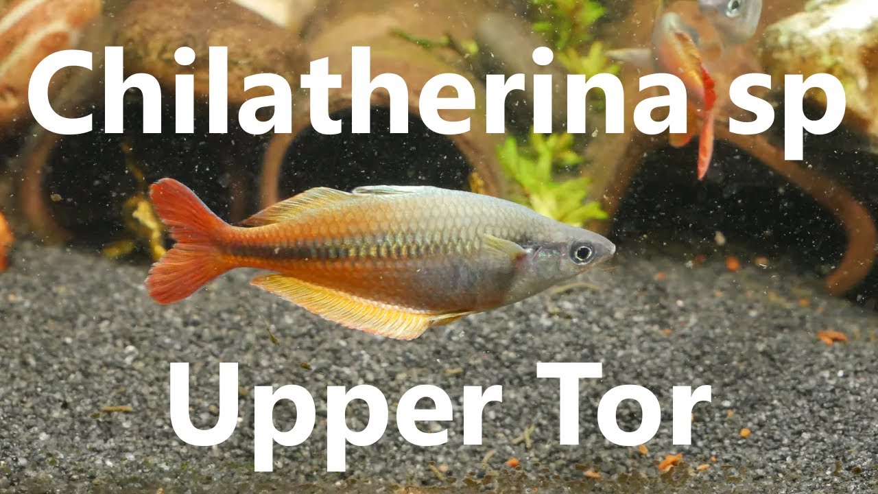 Chilatherina sp Upper Tor - My Favorite Rainbowfish - YouTube