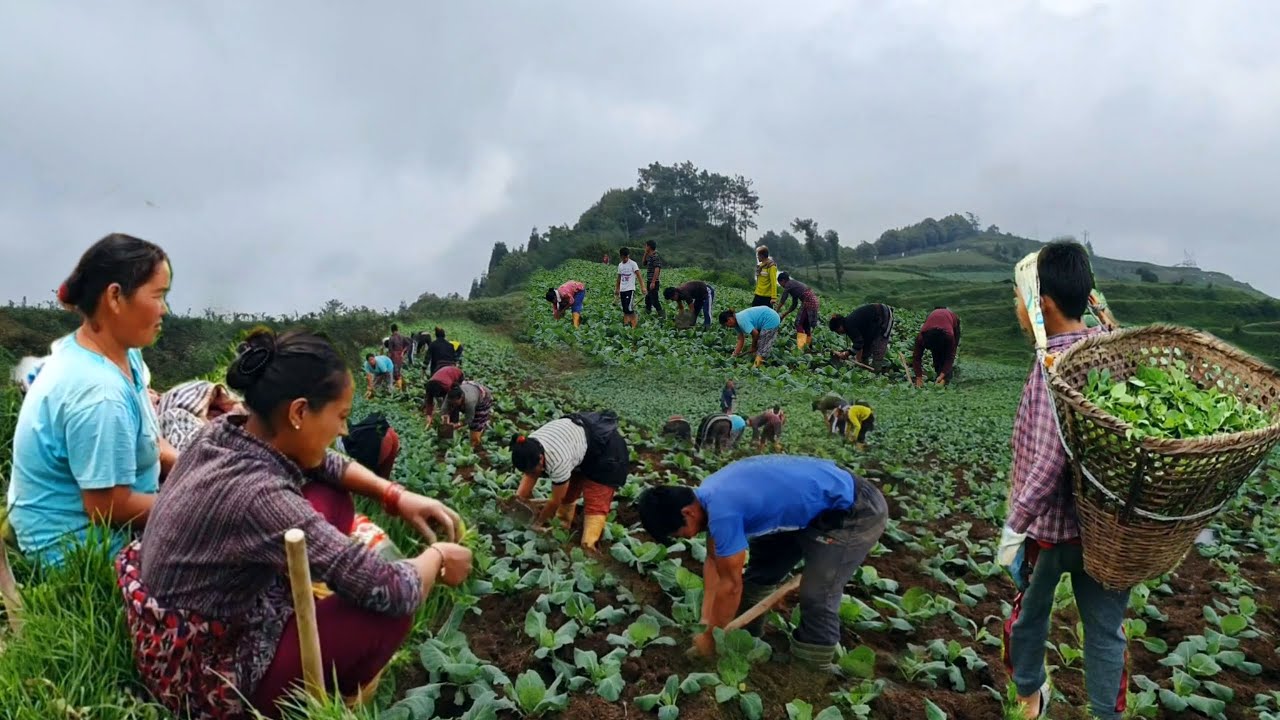 The Most Biggest And Beautiful Cabbage Farm || Nepali Village Farmers ...