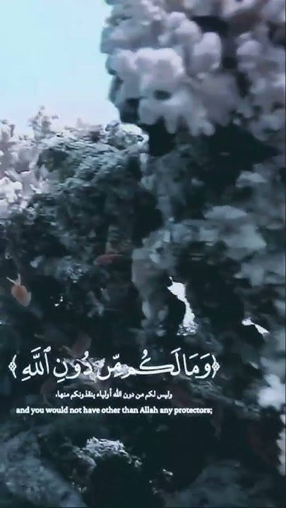 pashton official search New trending telawat Quran YouTube - YouTube