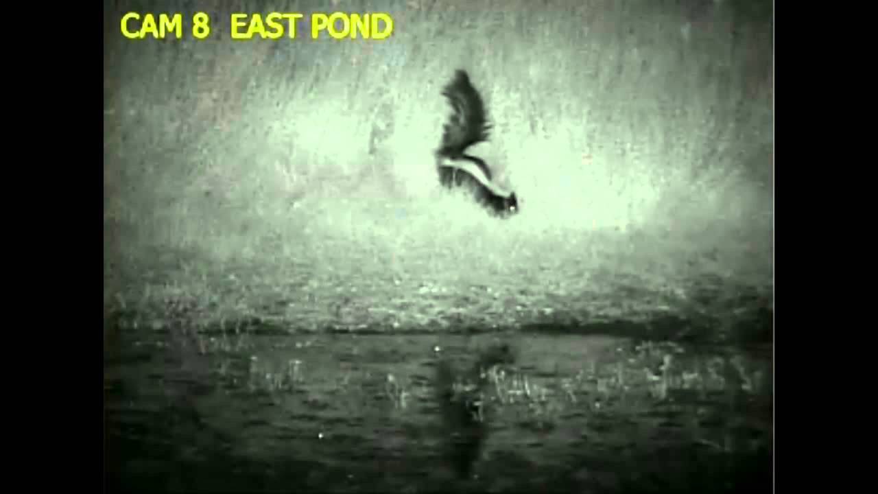 SKUNK NIGHT WANDERINGS - YouTube