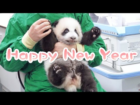 Baby Panda’s New Year Greeting | iPanda