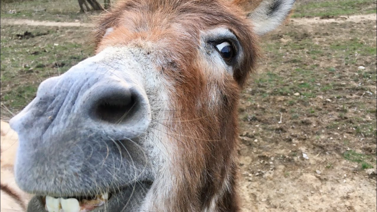 Mini donkey Otto wanting some attention. #donkey - YouTube