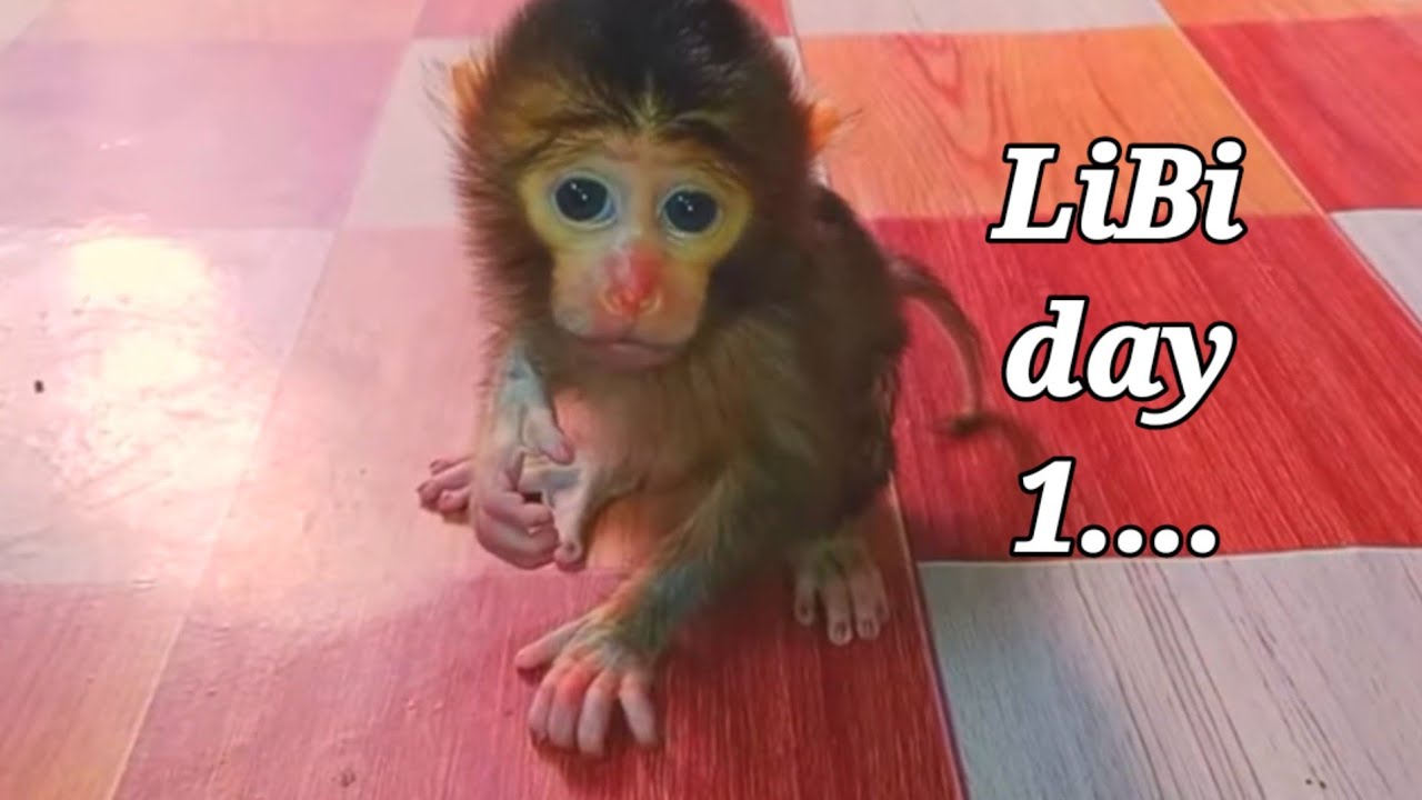LiBi day one...! - YouTube