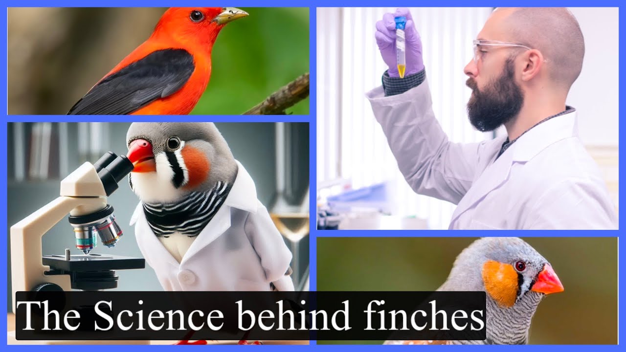 "Actual Science" A Scientist Meets the Bird Brains Part 1 Ep: 68 - YouTube