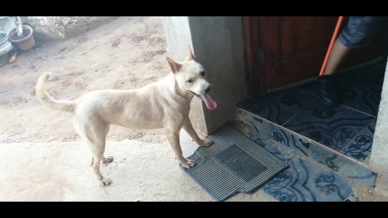 Tomi pelea con un perro jajaja xd - YouTube