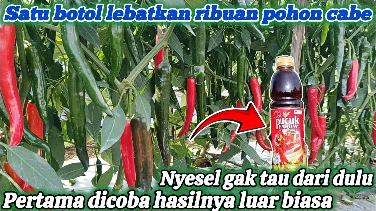 Pertama dicoba hasilnya luar biasa 1 botol lebatkan ribuan pohon cabe ...