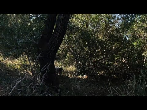 Κυνήγι μπεκατσας!! - YouTube