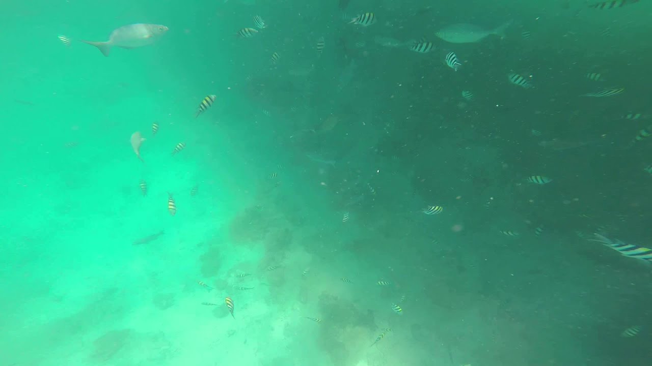 # 23 Roilo, Awesome Fish Sanctuary of Looc, Romblon, Philippines - YouTube
