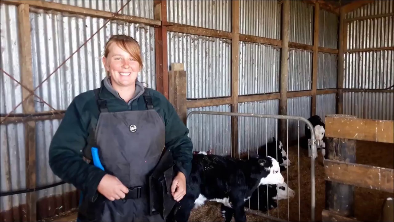 EZ Treat Calving Kit in calf shed - YouTube