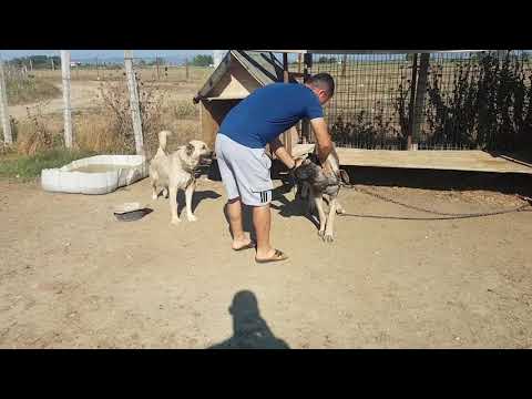 Kangal mix Illyrian sheepdog and puppies
