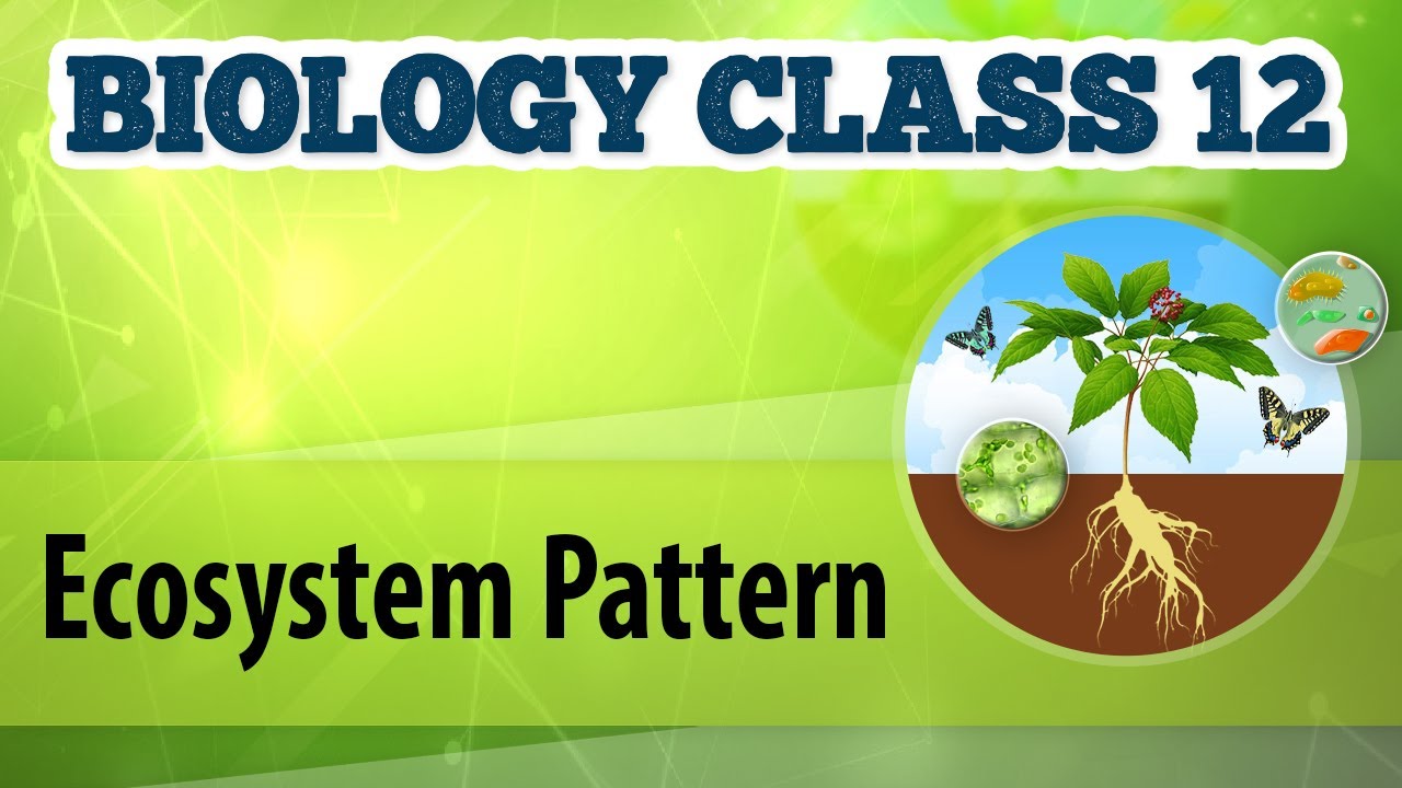 Ecosystem Pattern - Organisms and Environment 1 - Biology Class 12 ...