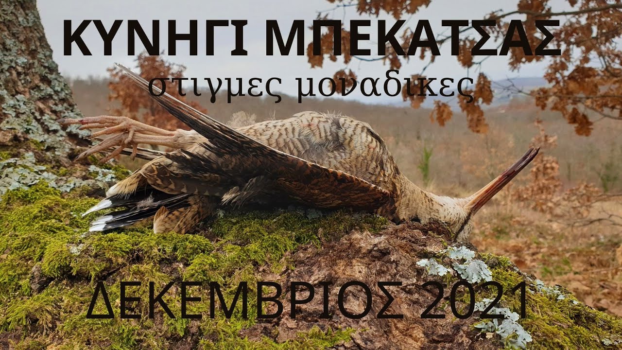 ΚΥΝΗΓΙ ΜΠΕΚΑΤΣΑΣ στιγμές μοναδικές ΔΕΚ 21- WOODCOCK HUNTING-CACCIA ALLA ...