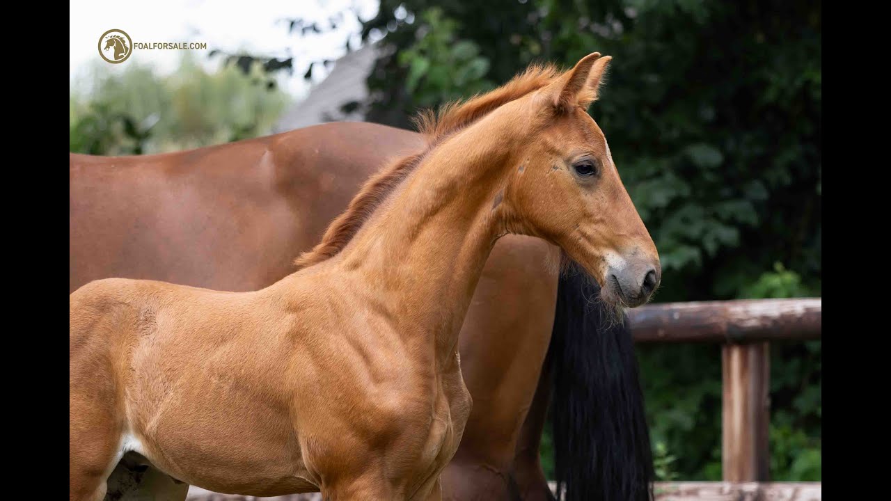 SOLD: Stallion 2023 - Kjento x Sir Oldenburg x Houston - YouTube