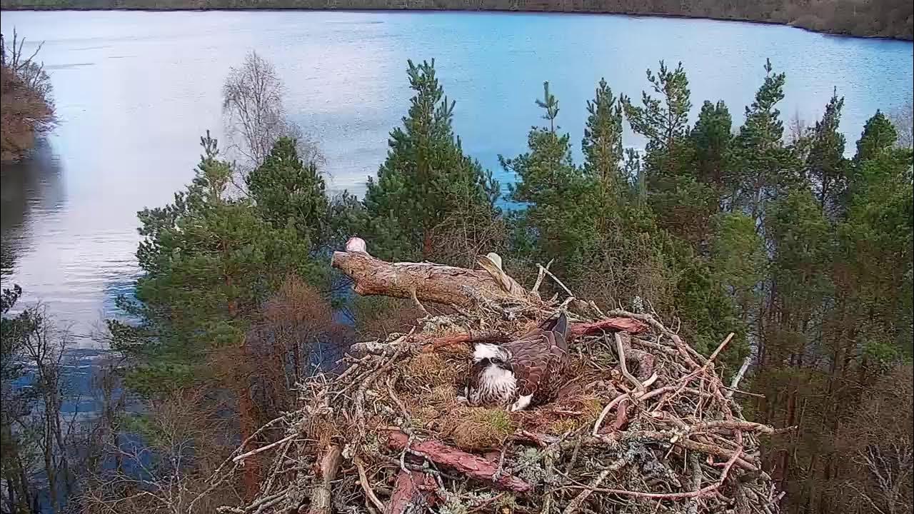 Live osprey nest camera at Loch of the Lowes Wildlife Reserve - YouTube