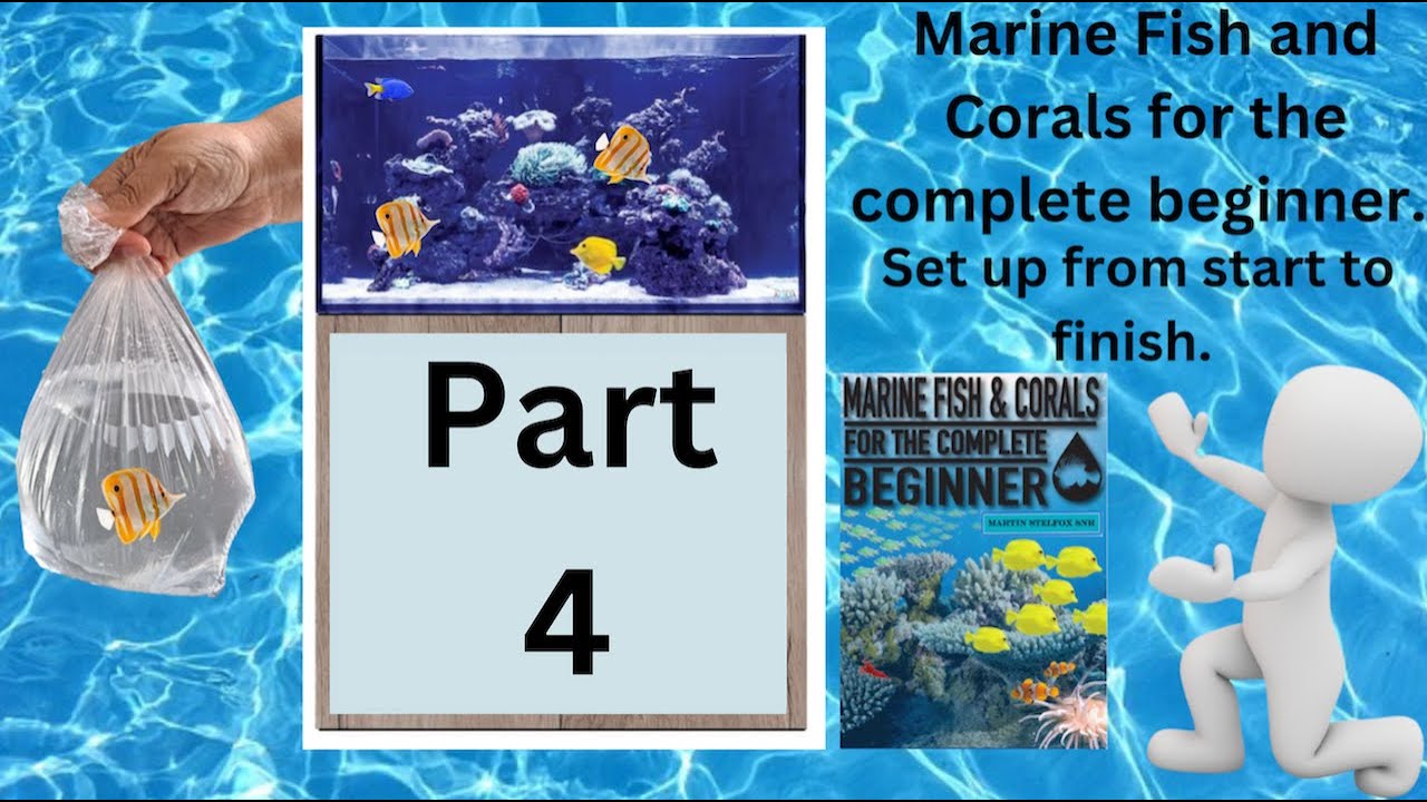 SETTING UP A MARINE AQUARIUM (PART 4) - YouTube