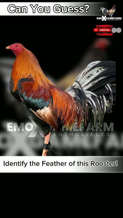 Red Falcon Gamefarm - YouTube