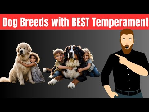 Top 7 Dog Breeds with the Best Temperament | Best Family & Companion ...