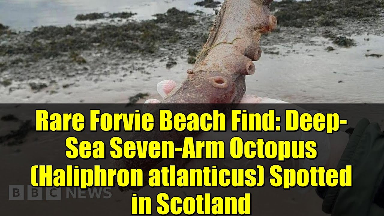 Rare Forvie Beach Find: Deep-Sea Seven-Arm Octopus (Haliphron ...