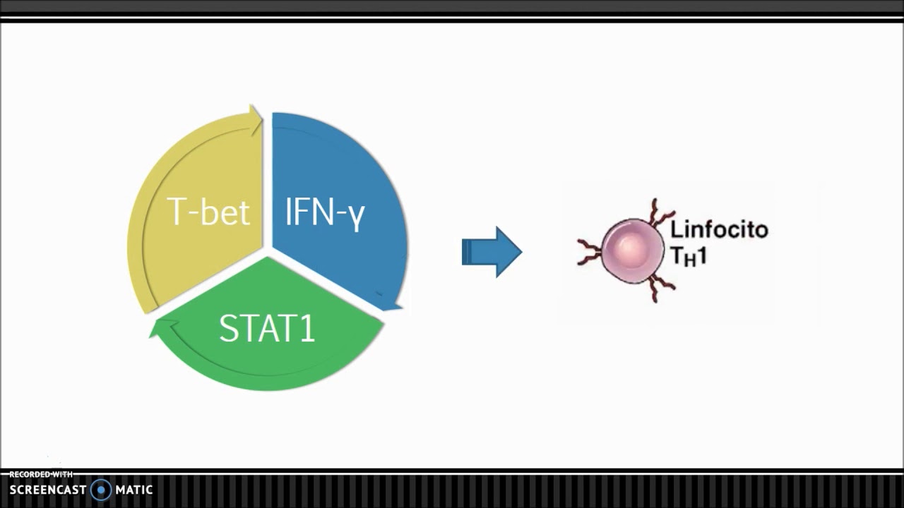 Activación, diferenciación de linfocitos T (Th1, Th2 y Th17) y ...