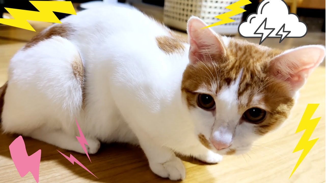 천둥번개가 무서운 아기고양이 A KITTEN AFRAID OF THUNDER AND LIGHTNING - YouTube