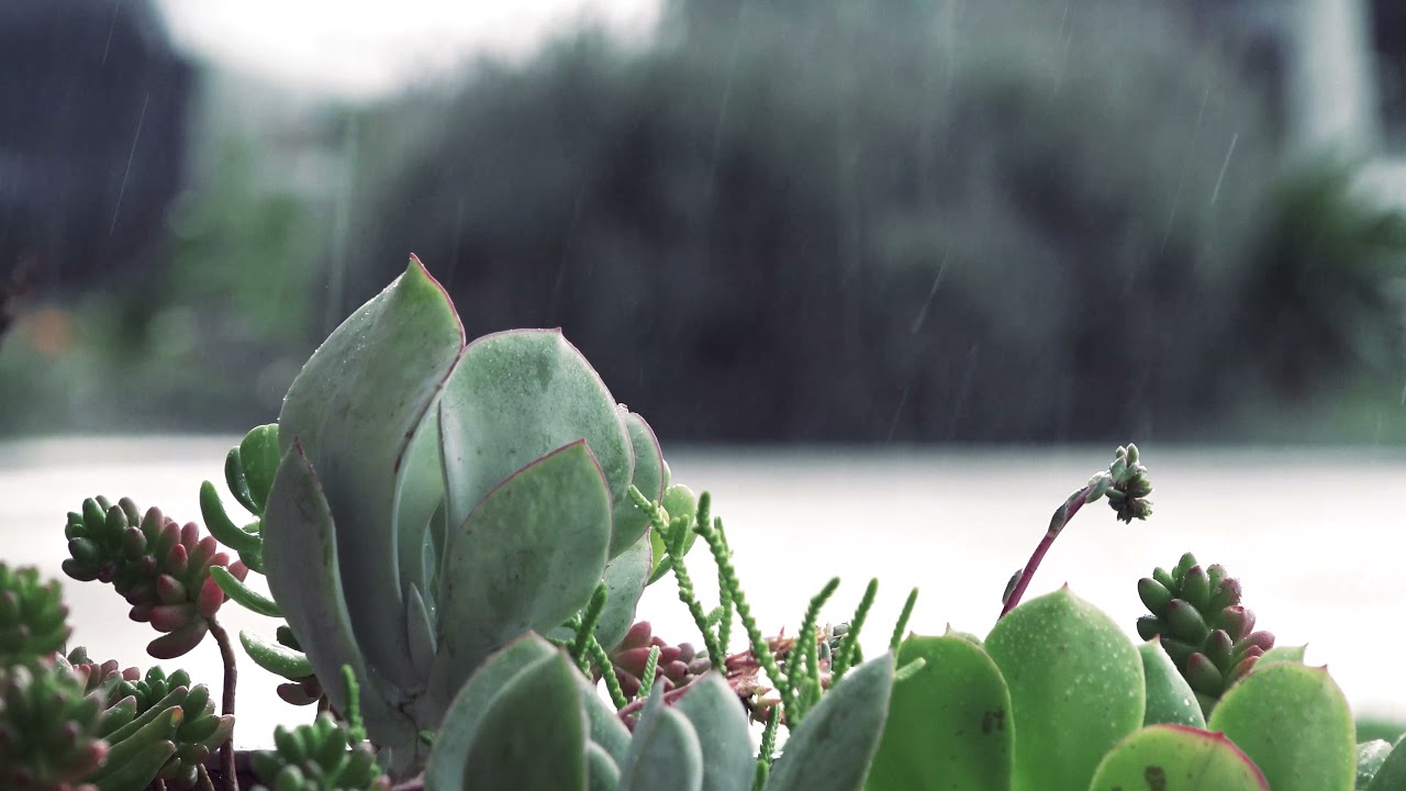 Close-Up Shot of Rain Falling on Plants HD 4K [Royalty-Free/No ...