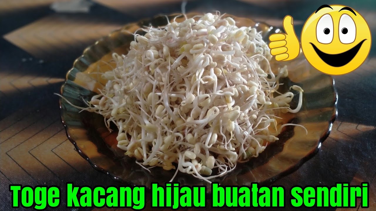 Membuat toge kacang hijau menggunakan daun pisang kering - YouTube