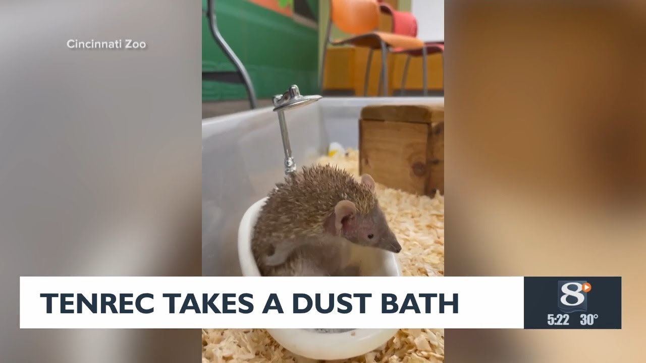 Tenrec takes a dust bath - YouTube