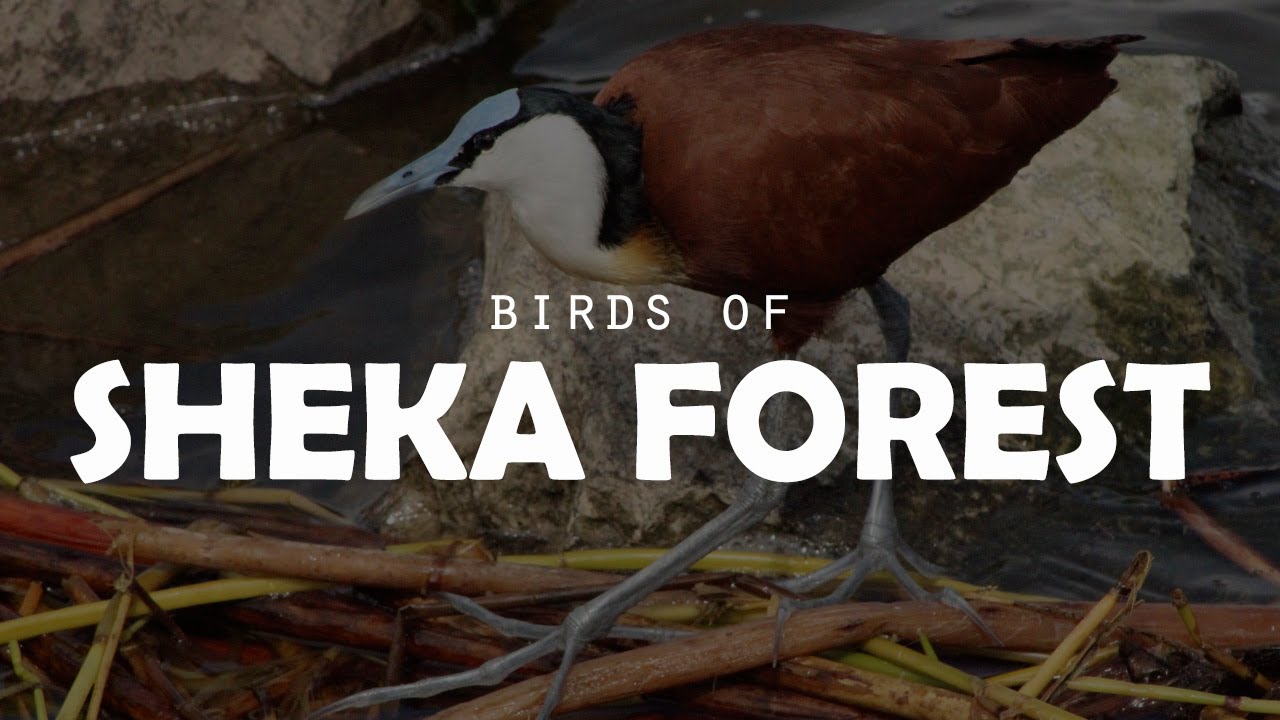 Birds of "UNESCO" SHEKA FOREST, Ethiopia - YouTube
