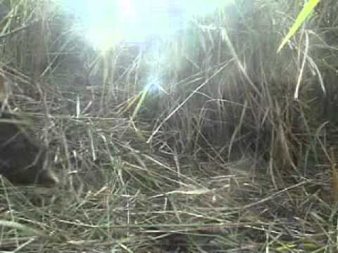 Wild pygmy hog captured on trap camera - YouTube