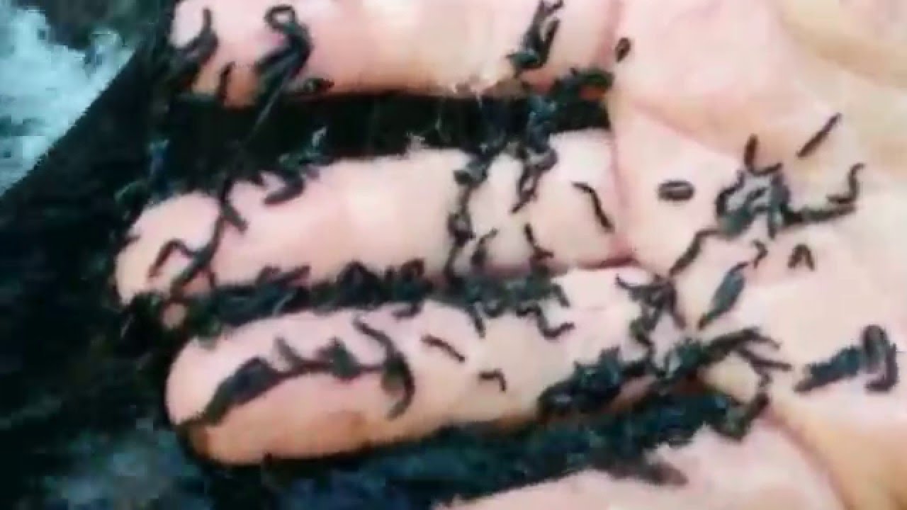 Creek leeches attack and disaster - YouTube