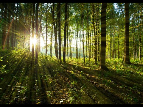 bir küçük başlangıç! | The Forest #1th