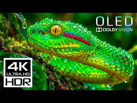 4K HDR OLED Demo 🦁 Dolby Vision 120FPS | Incredible Wildlife & Nature