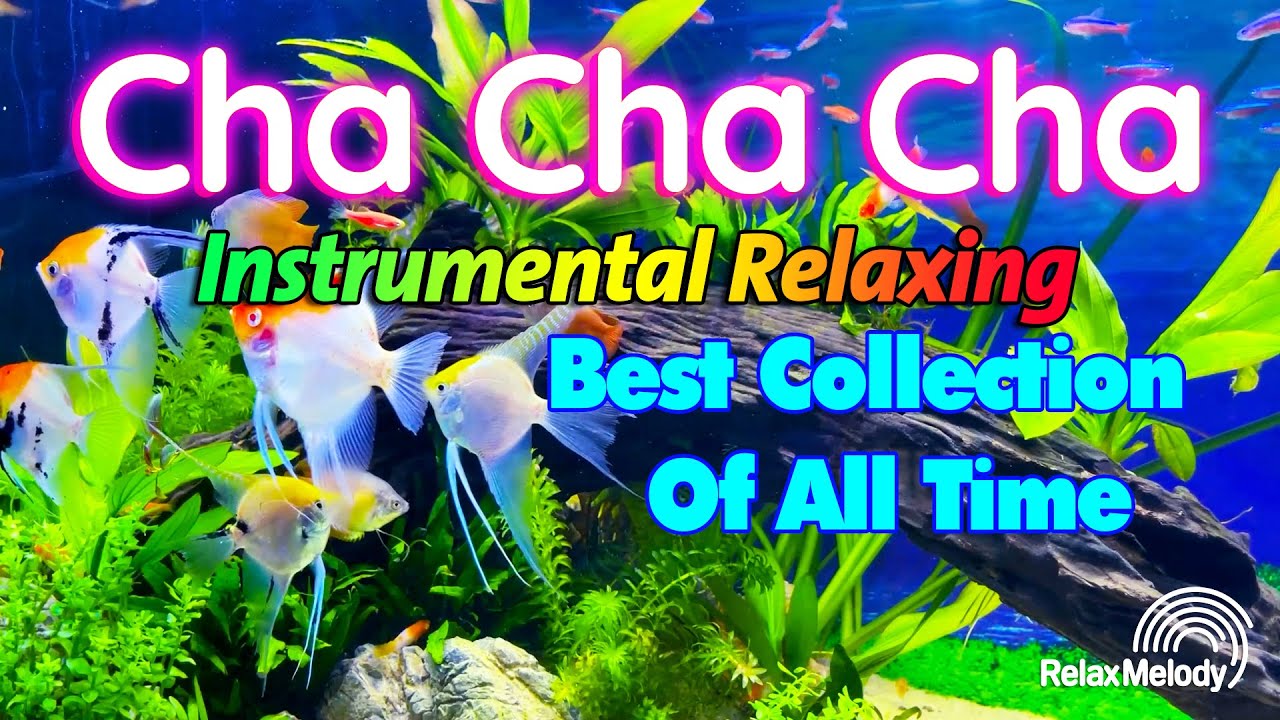 The Best Cha Cha Cha Collection Of All Time / Cha Cha Cha Relaxing ...