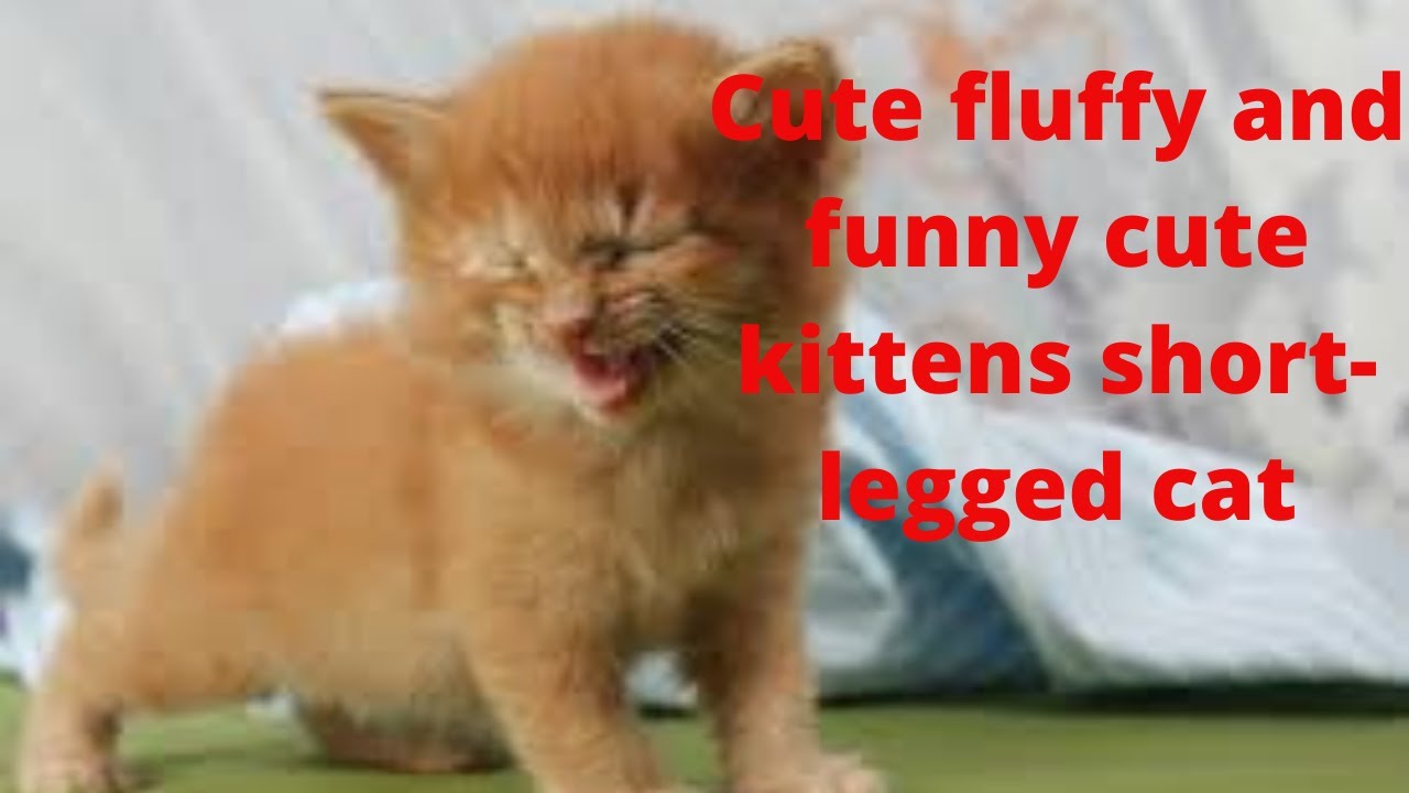 Cute fluffy cute kittens short leg cat - YouTube