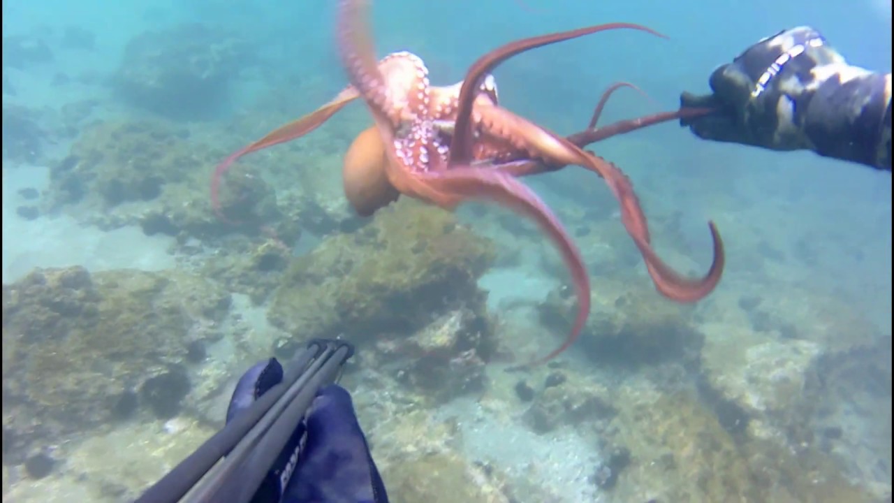 Ψάρεμα χταποδιών με ψαροντούφεκο, xtapodia(octopus fishing) - YouTube