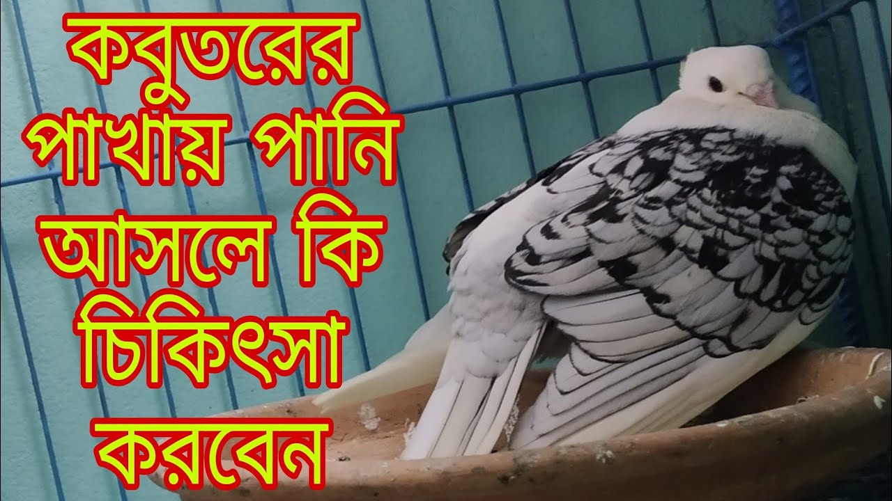 কবুতরের পাখায় পানি আসলে কি চিকিৎসা করবেন /কবুতরের পাখা জুলে গেলে ...