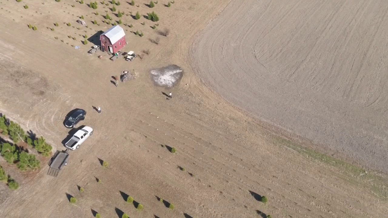 Cypress Tree Farm - YouTube