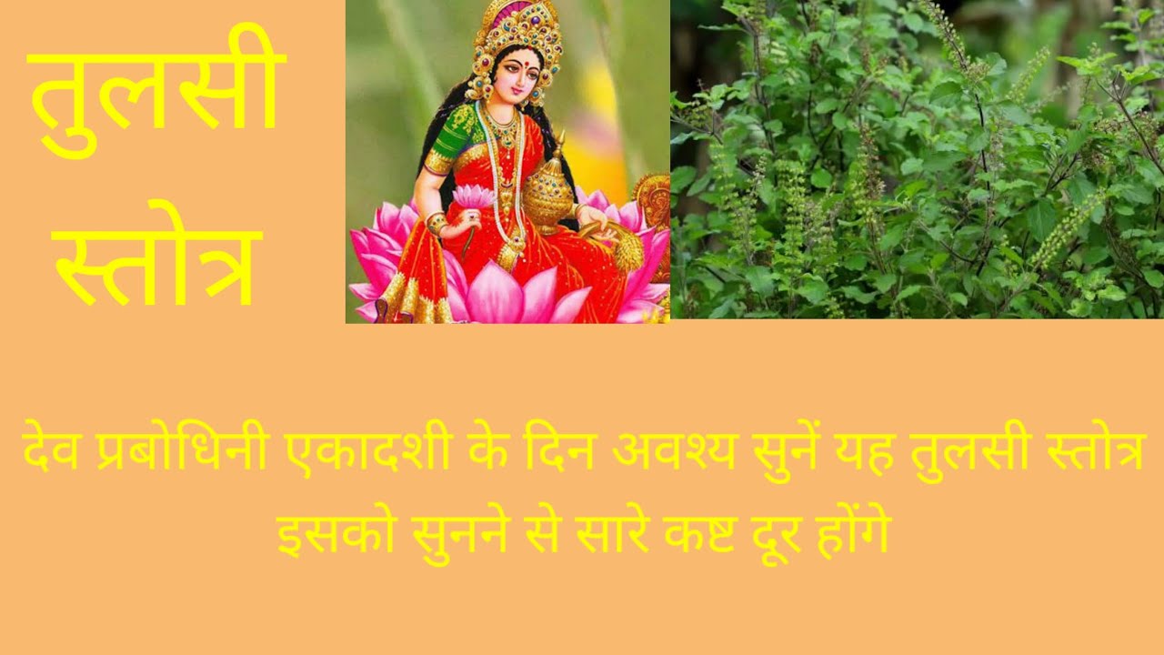 तुलसी स्तोत्र tulsi stotra - YouTube