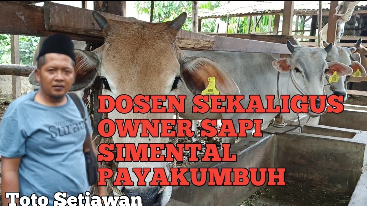 GREBEK KANDANG EPS 1 - KANDANG SAPI PACUAN GADIS MELODI KENAGARIAN ...