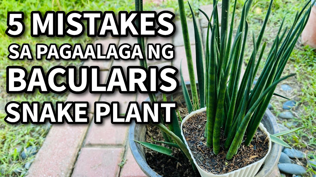 5 MISTAKES SA PAGAALAGA NG BACULARIS SNAKE PLANT | Plant Care for ...
