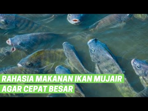 Jarang Diketahui Orang ! 3  Rahasia Makanan Ikan Mujair Agar Cepat Besar