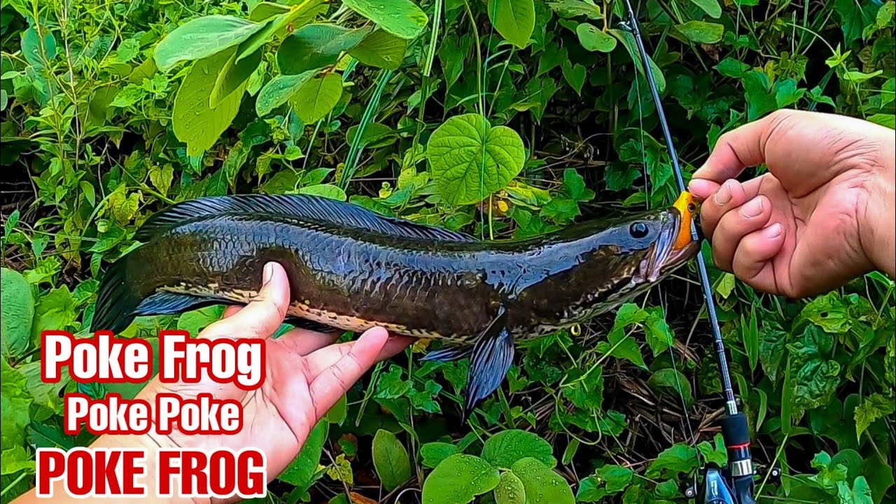 Poke Frog || Karpet Hijau || Soft Frog Padu - YouTube