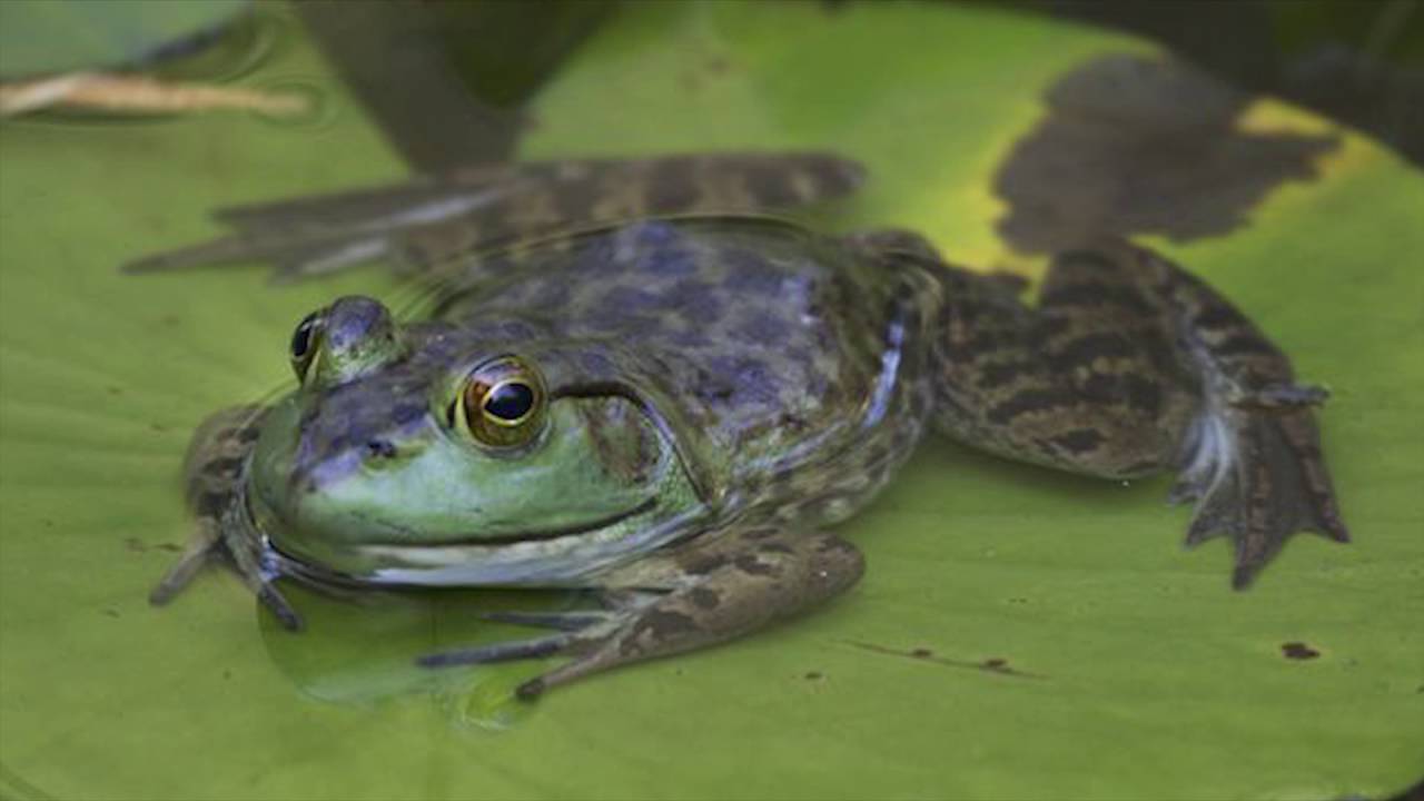 5 Facts About Frogs For Kids YouTube 5-facts-about-frogs-for-kids-youtube