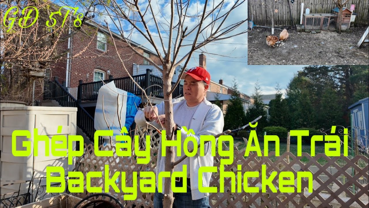 Ghép Cây Hồng Ăn Trái & Backyard Chicken | GÐ 5T tại USA #676 - YouTube